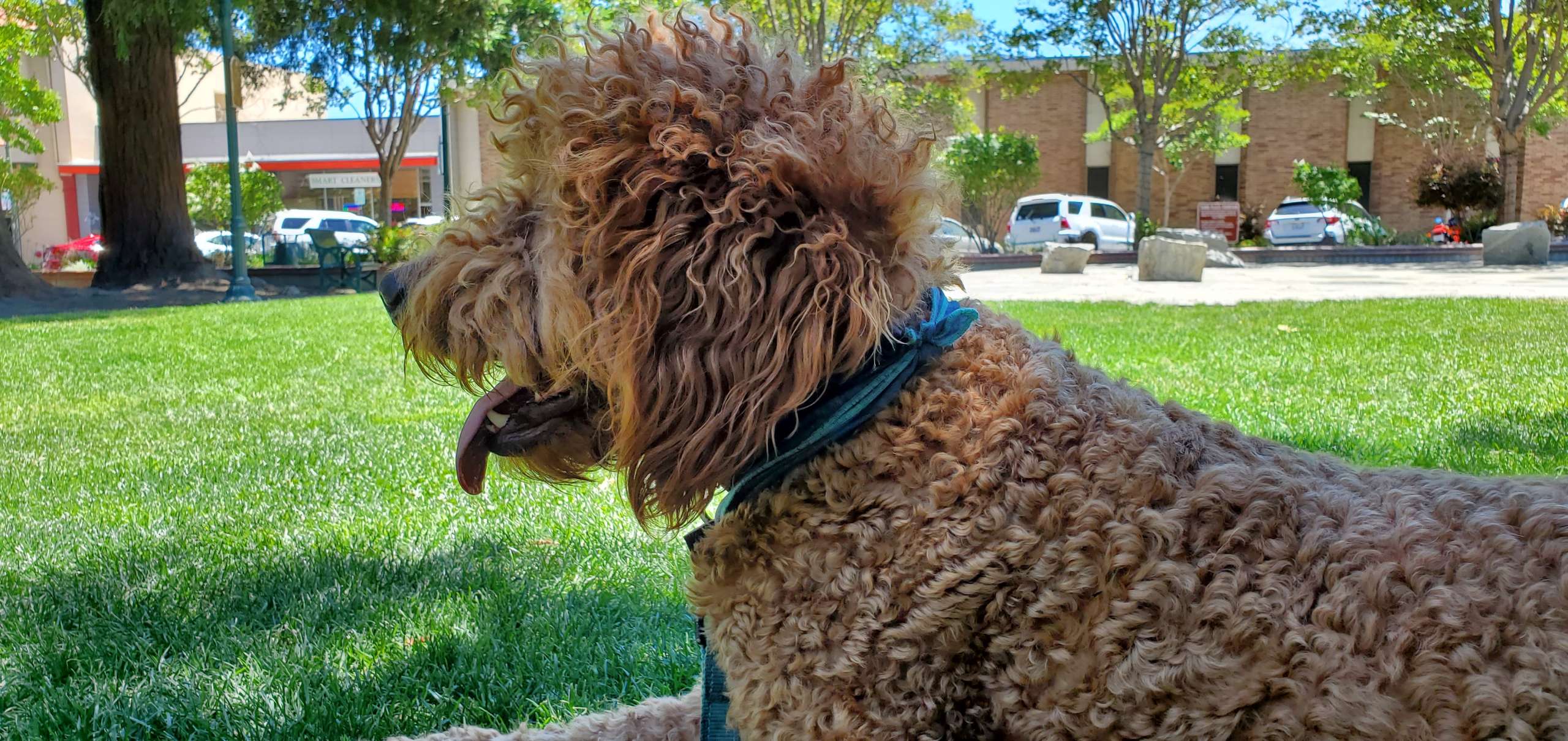 Los Gatos Dog Walker, Dog Walker in Los Gatos, CA